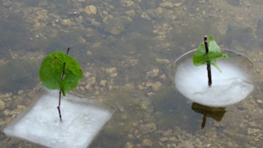 Float Natural Ice Boats | Crafts for Kids | PBS KIDS for Parents