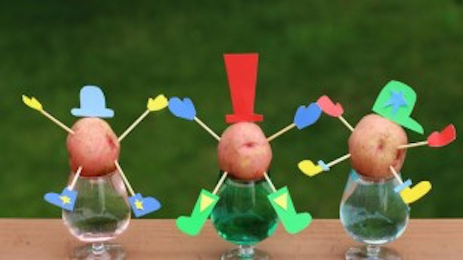 Potato Sprout People | Crafts for Kids | PBS KIDS for Parents