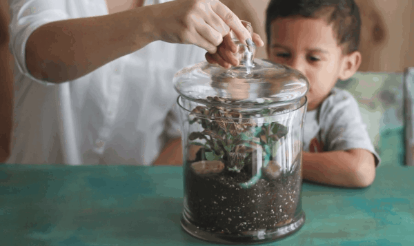 Plant a Terrarium | Crafts for Kids | PBS KIDS for Parents