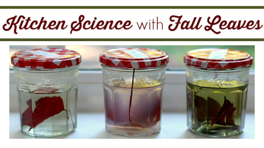 Kitchen Science With Fall Leaves | Crafts for… | PBS KIDS for Parents