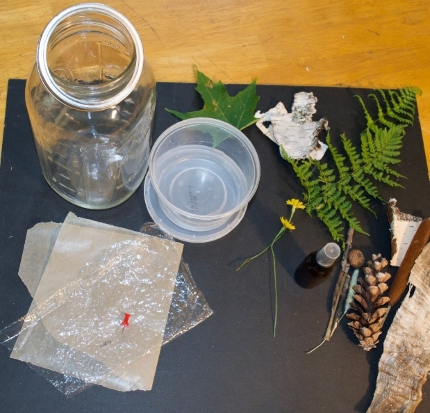 Build a Bug Box | Crafts for Kids | PBS KIDS for Parents