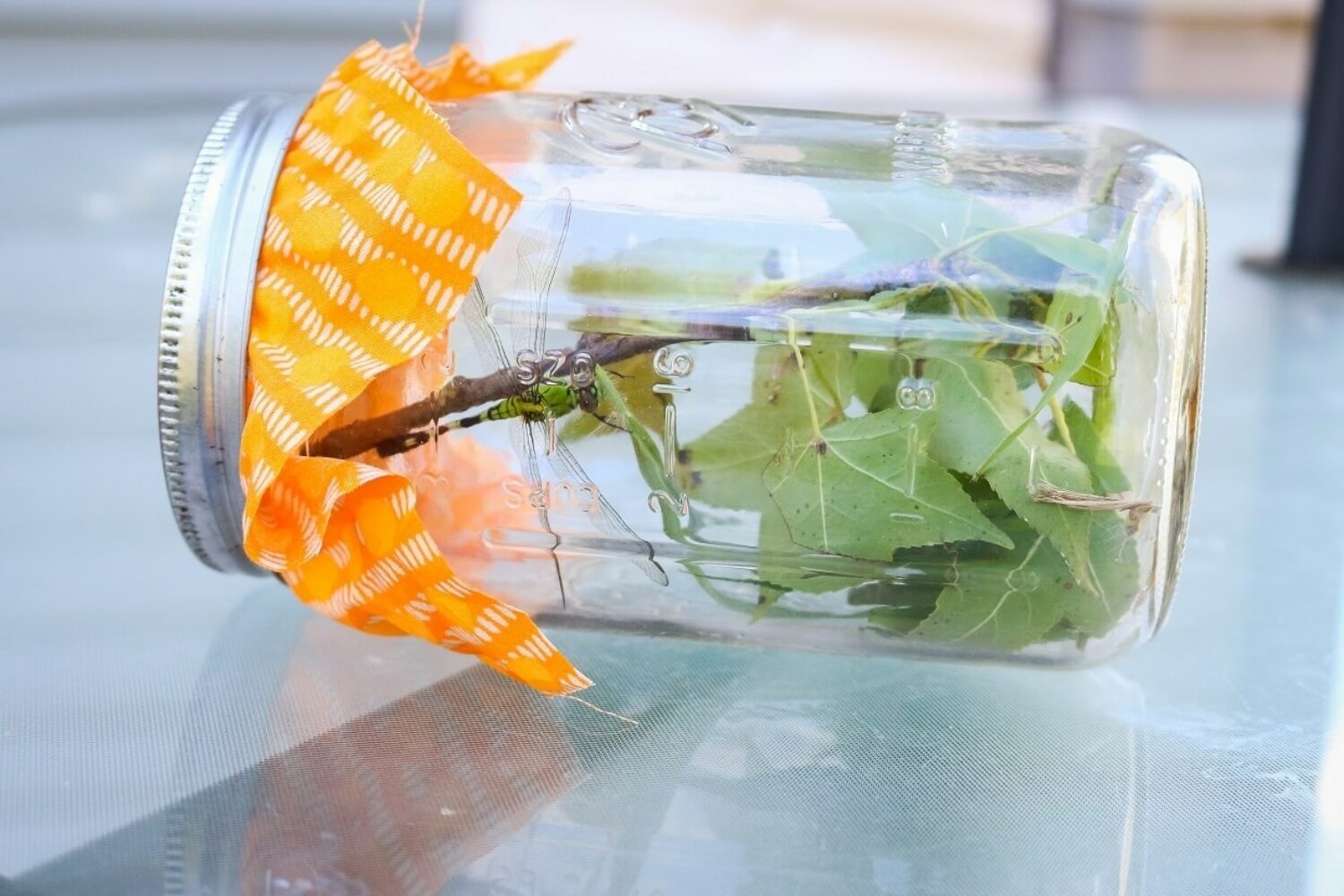 Make a Bug Jar | Crafts for Kids | PBS KIDS for Parents