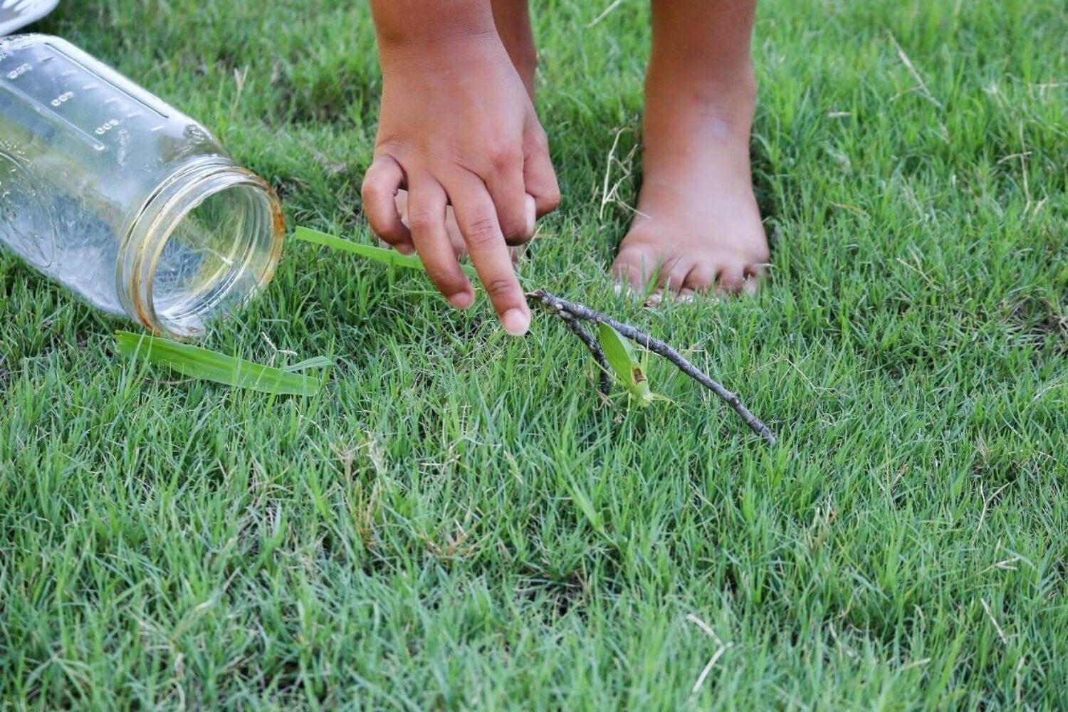 Make a Bug Jar | Crafts for Kids | PBS KIDS for Parents