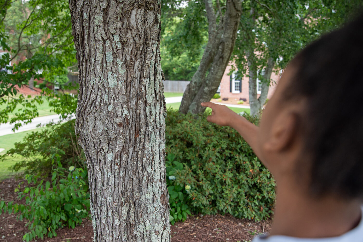 Make Leaf and Bark Rubbings | Crafts for Kids | PBS KIDS for Parents