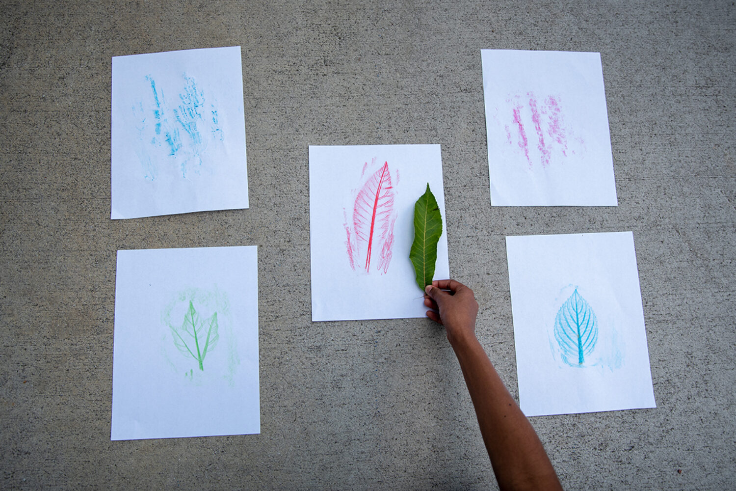 Make Leaf and Bark Rubbings | Crafts for Kids | PBS KIDS for Parents
