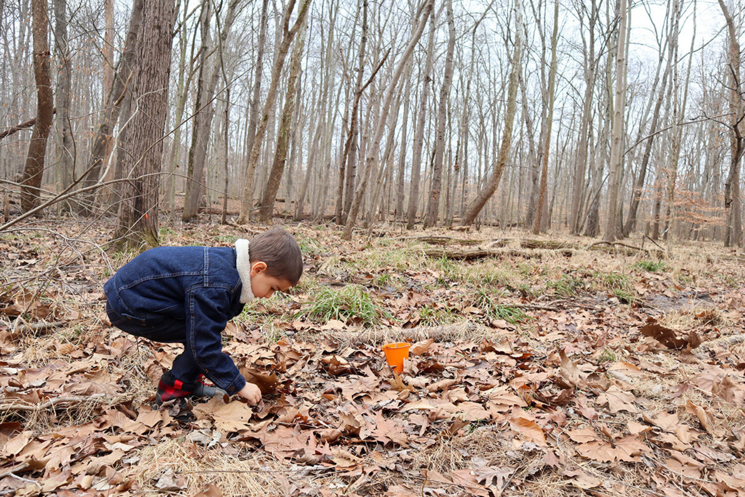 Take a Nature Walk and Make Art With Leaves |… | PBS KIDS for Parents
