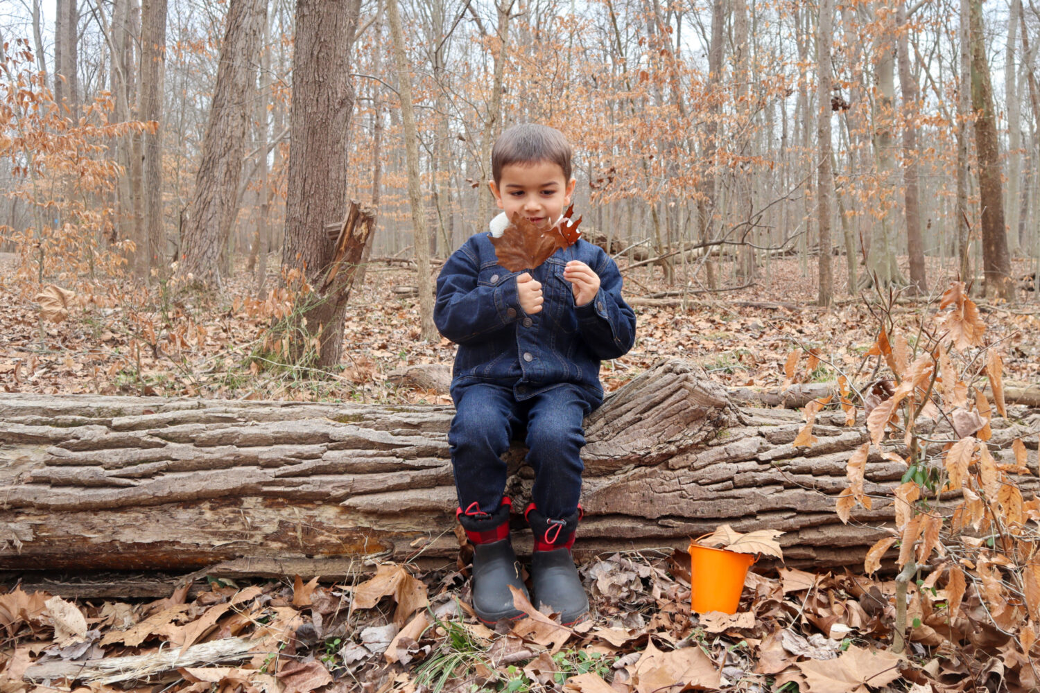 Take a Nature Walk and Make Art With Leaves |… | PBS KIDS for Parents