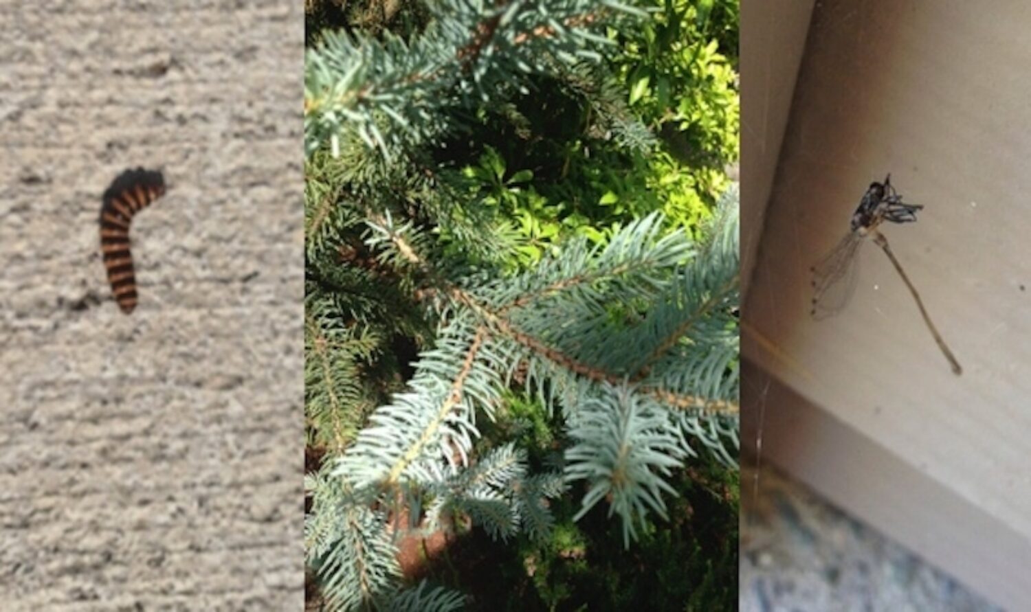 Go on a Nature Photo Scavenger Hunt | Crafts… | PBS KIDS for Parents