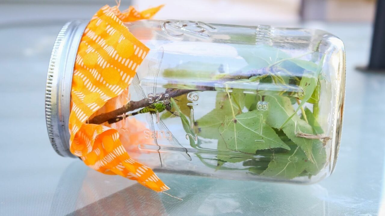 Make a Bug Jar | Crafts for Kids | PBS KIDS for Parents