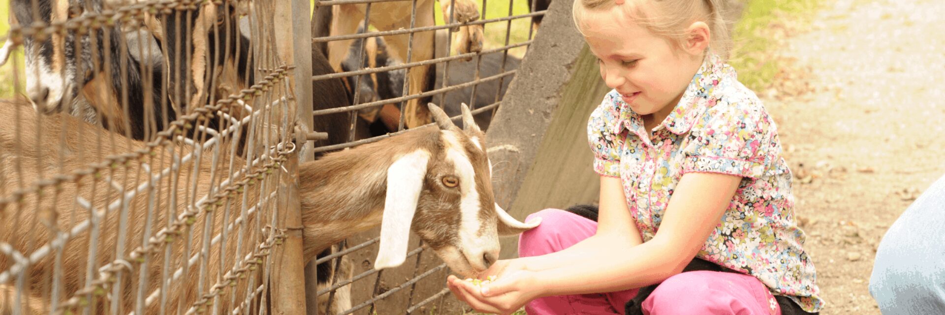 Science: Exploring Animals at Age 6 |… | PBS KIDS for Parents