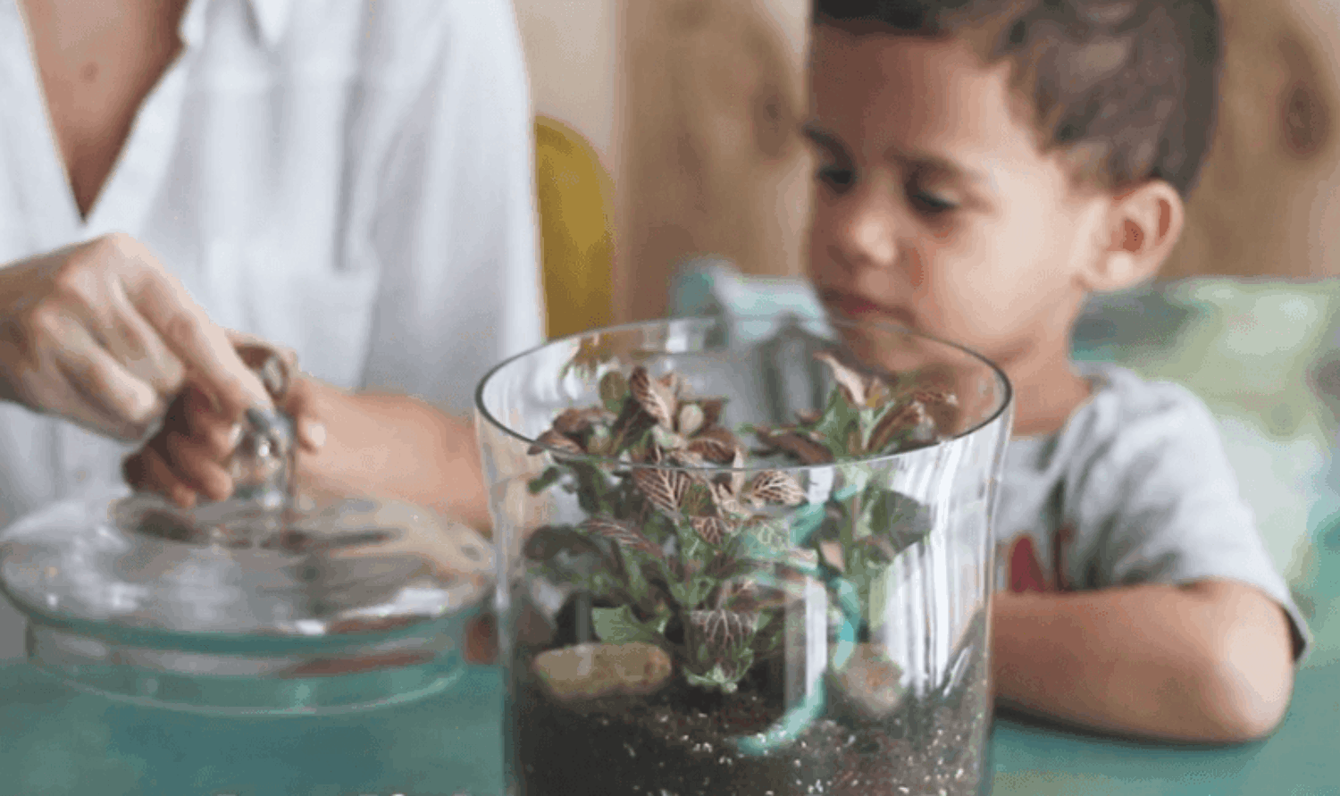 Plant a Terrarium | Crafts for Kids | PBS KIDS for Parents