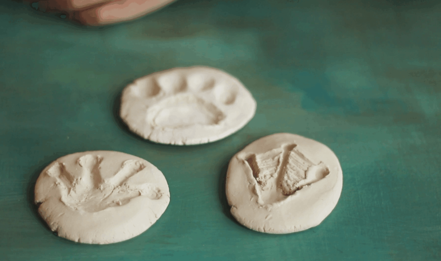 Create Clay Animal Tracks | Crafts for Kids | PBS KIDS for Parents