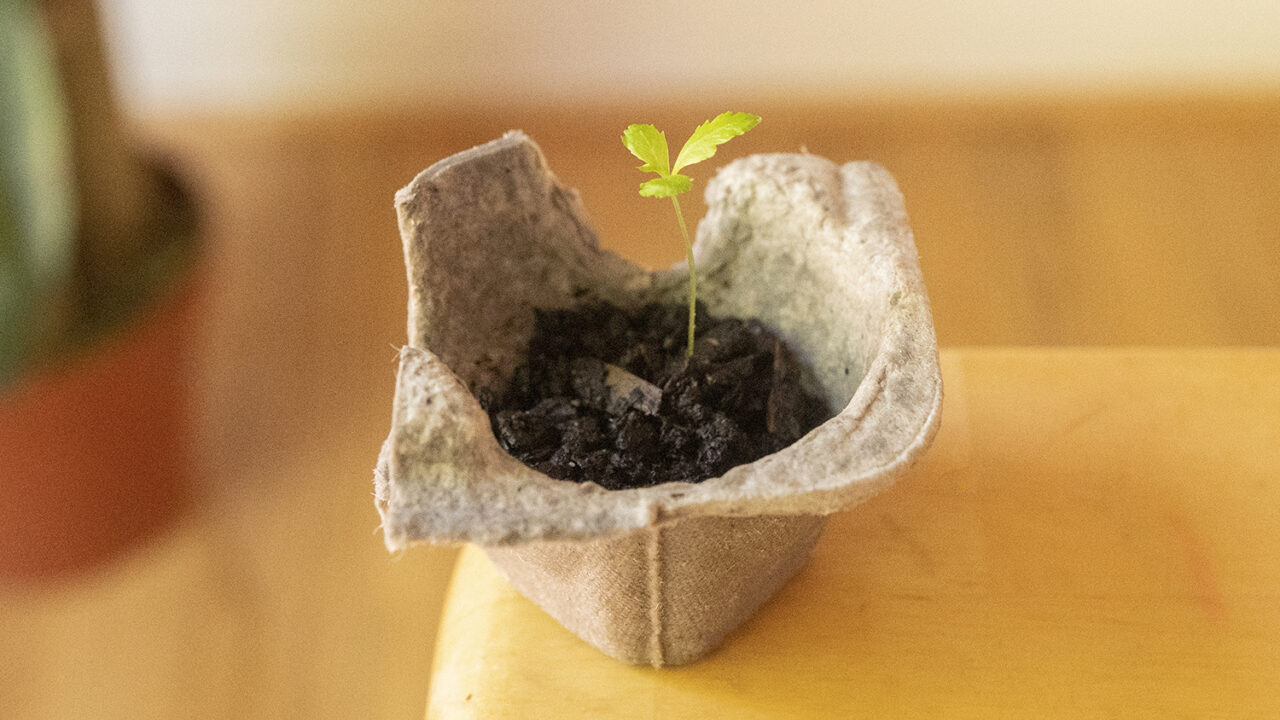 Grow Seedlings in an Egg Carton | Crafts for… | PBS KIDS for Parents