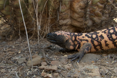 Wild Kratts Gila Monster Disc